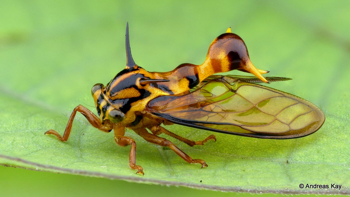 Home | Additional Information about Treehoppers